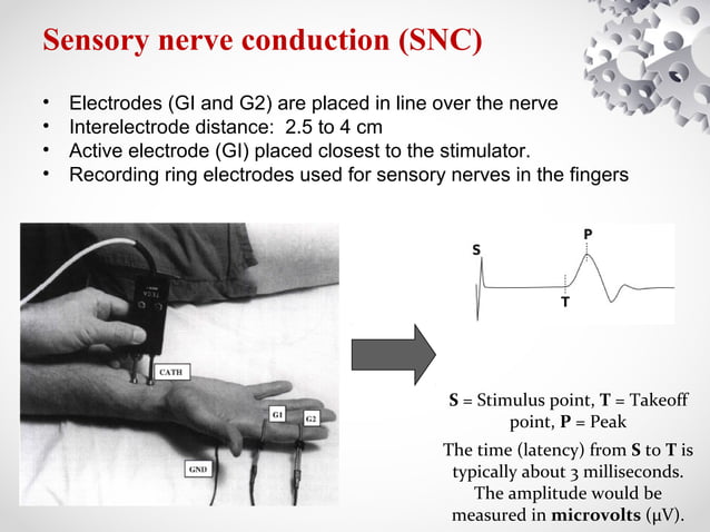 Nerves conduction study | PPT