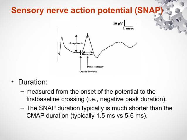 Nerves conduction study | PPT