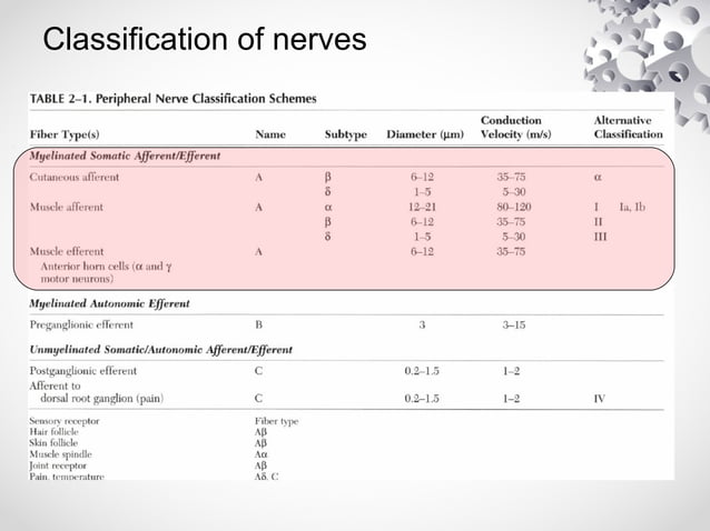 Nerves conduction study | PPT
