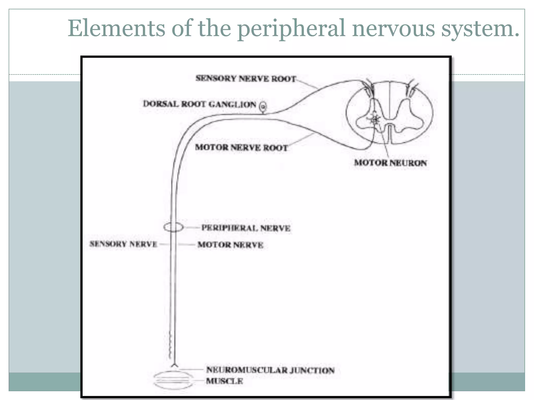 Nerves conduction study | PPT