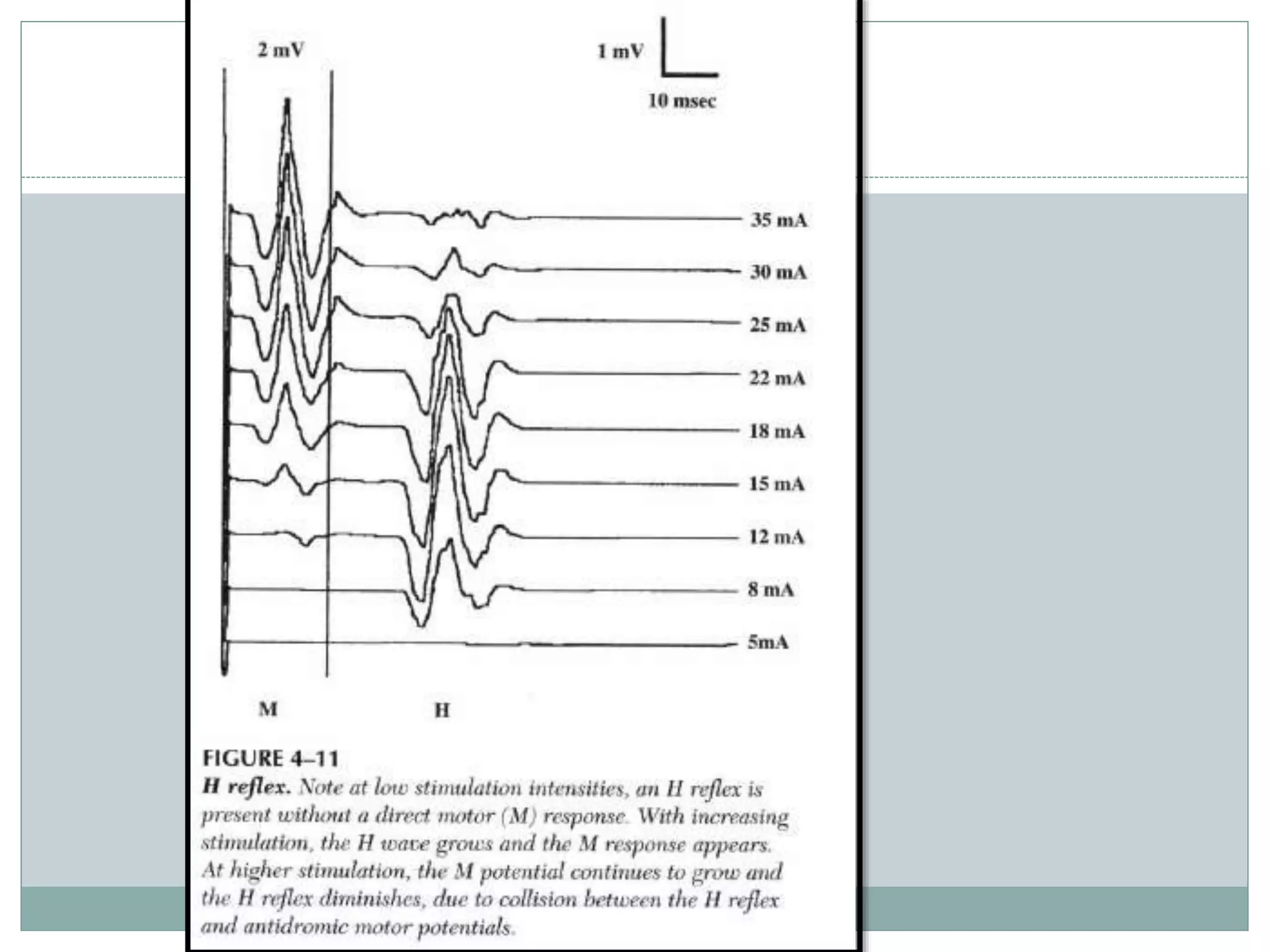 Nerves conduction study | PPTX