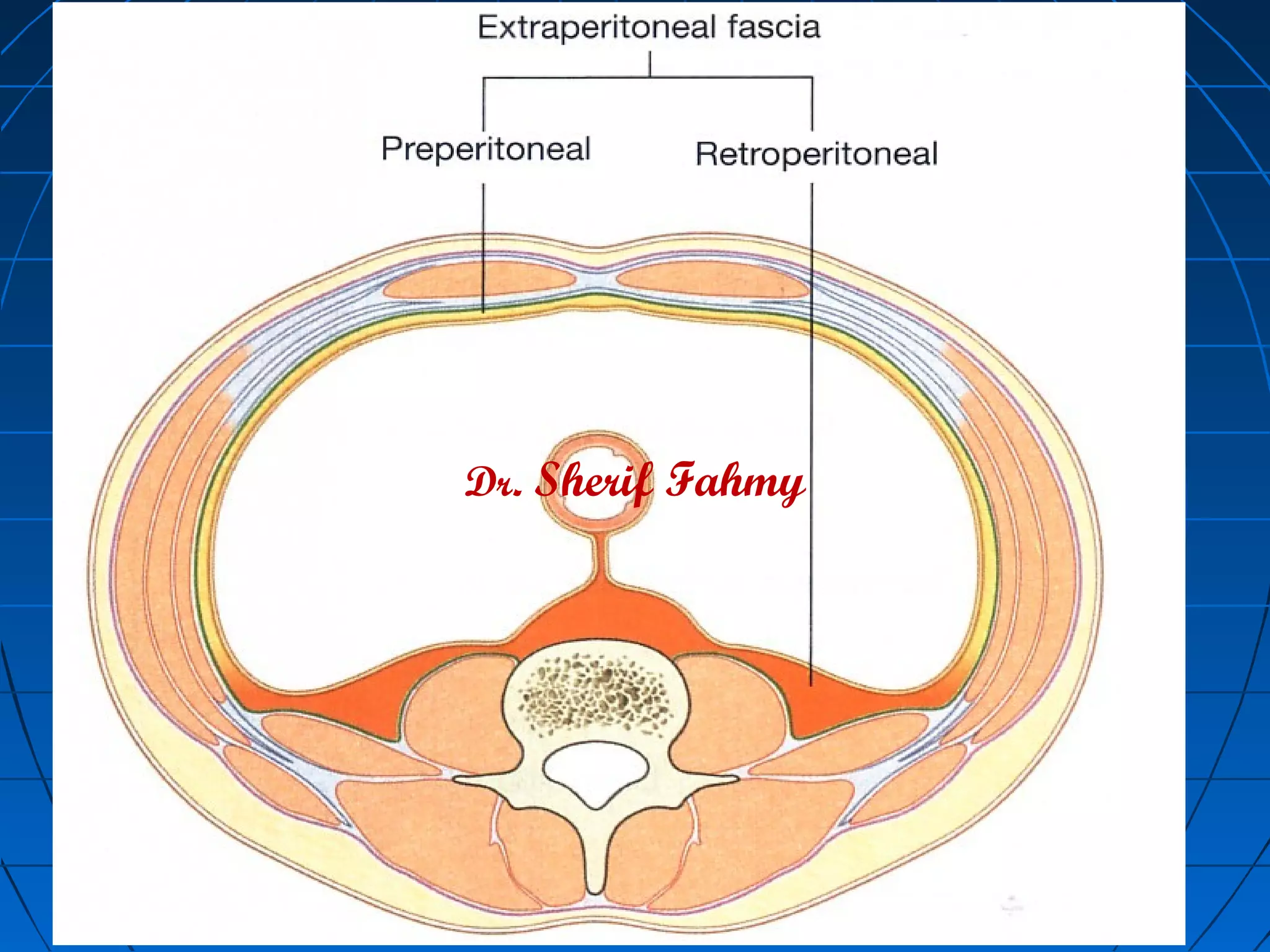 Nerves of Anterior Abdominal Wall (Anatomy of the Abdomen) | PPS