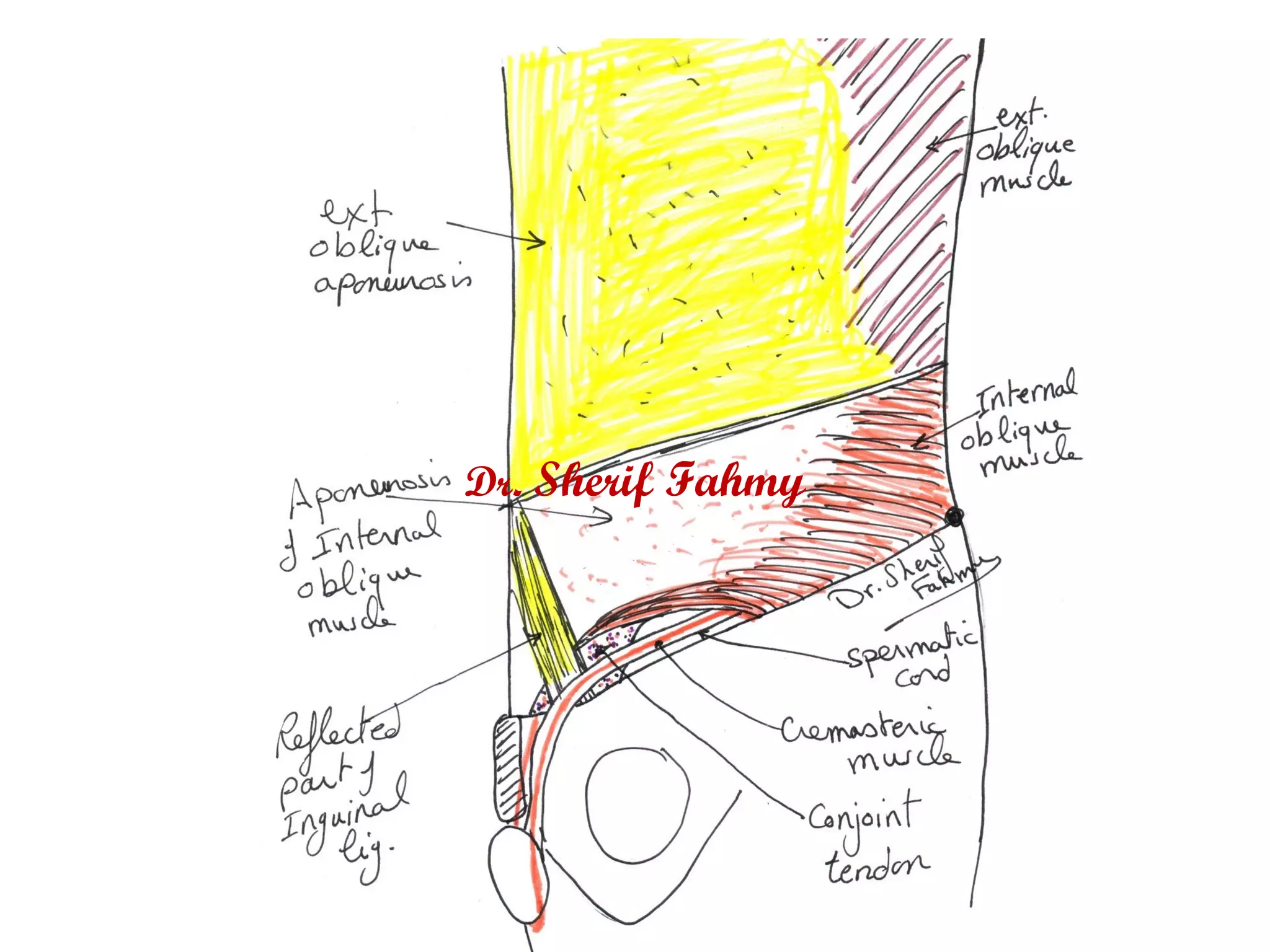 Nerves of Anterior Abdominal Wall (Anatomy of the Abdomen) | PPS