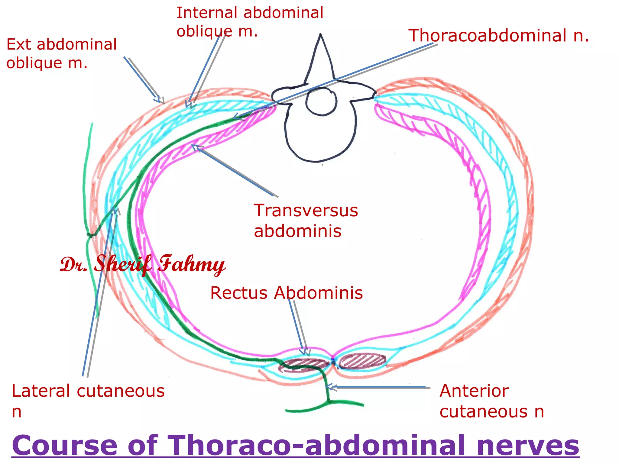 Nerves of Anterior Abdominal Wall (Anatomy of the Abdomen) | PPS