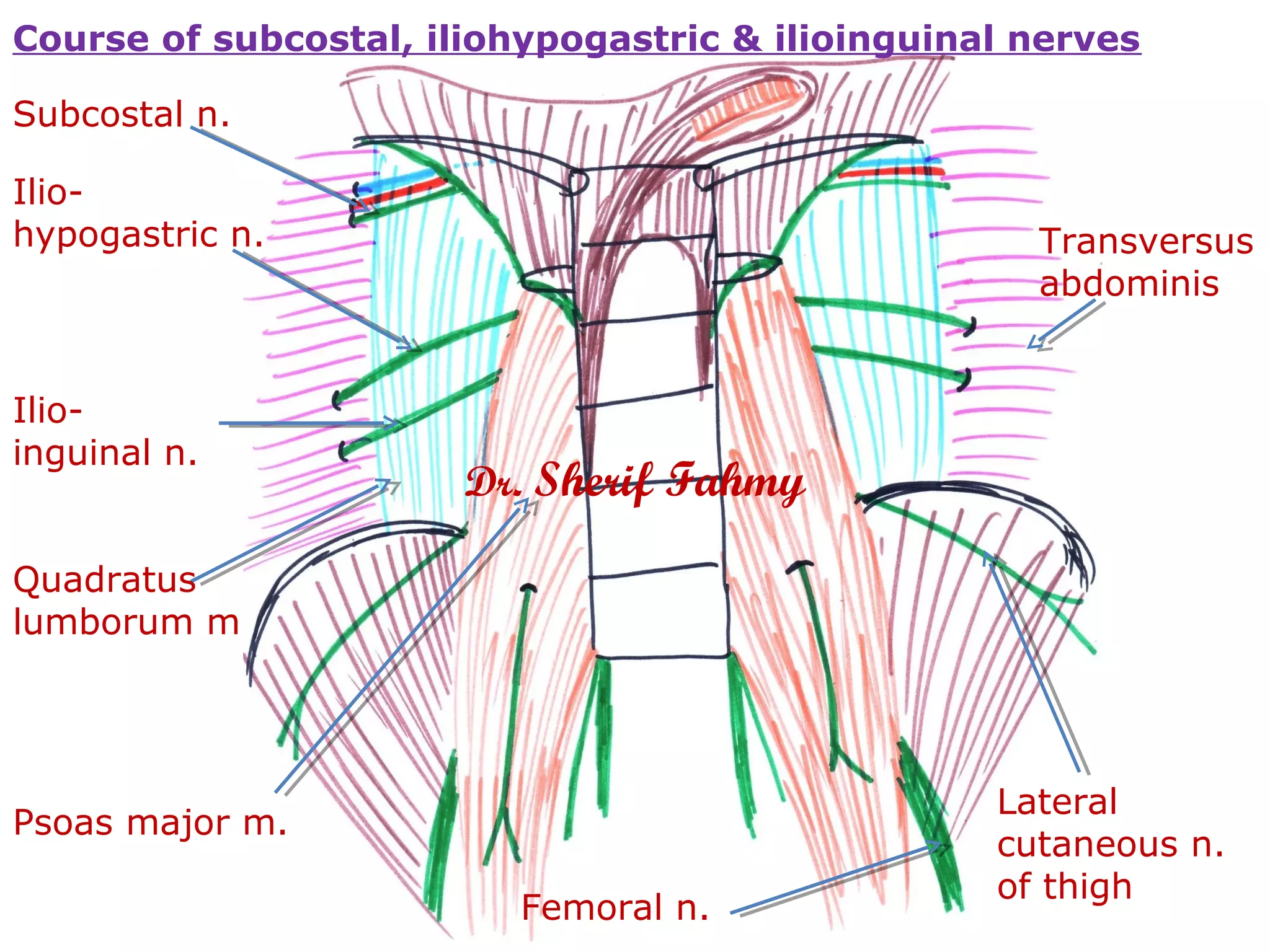 Nerves of Anterior Abdominal Wall (Anatomy of the Abdomen) | PPS
