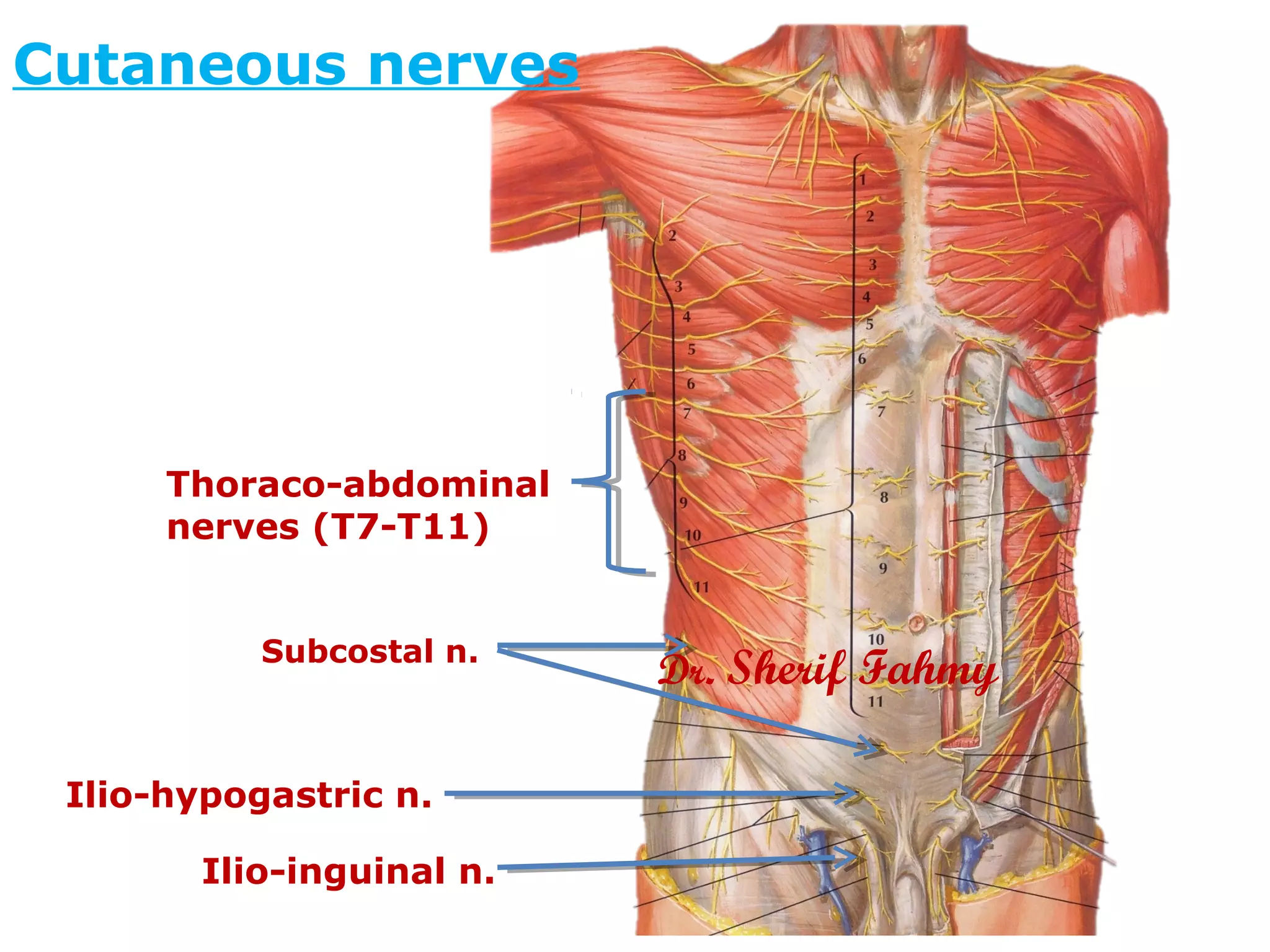 Nerves of Anterior Abdominal Wall (Anatomy of the Abdomen) | PPS