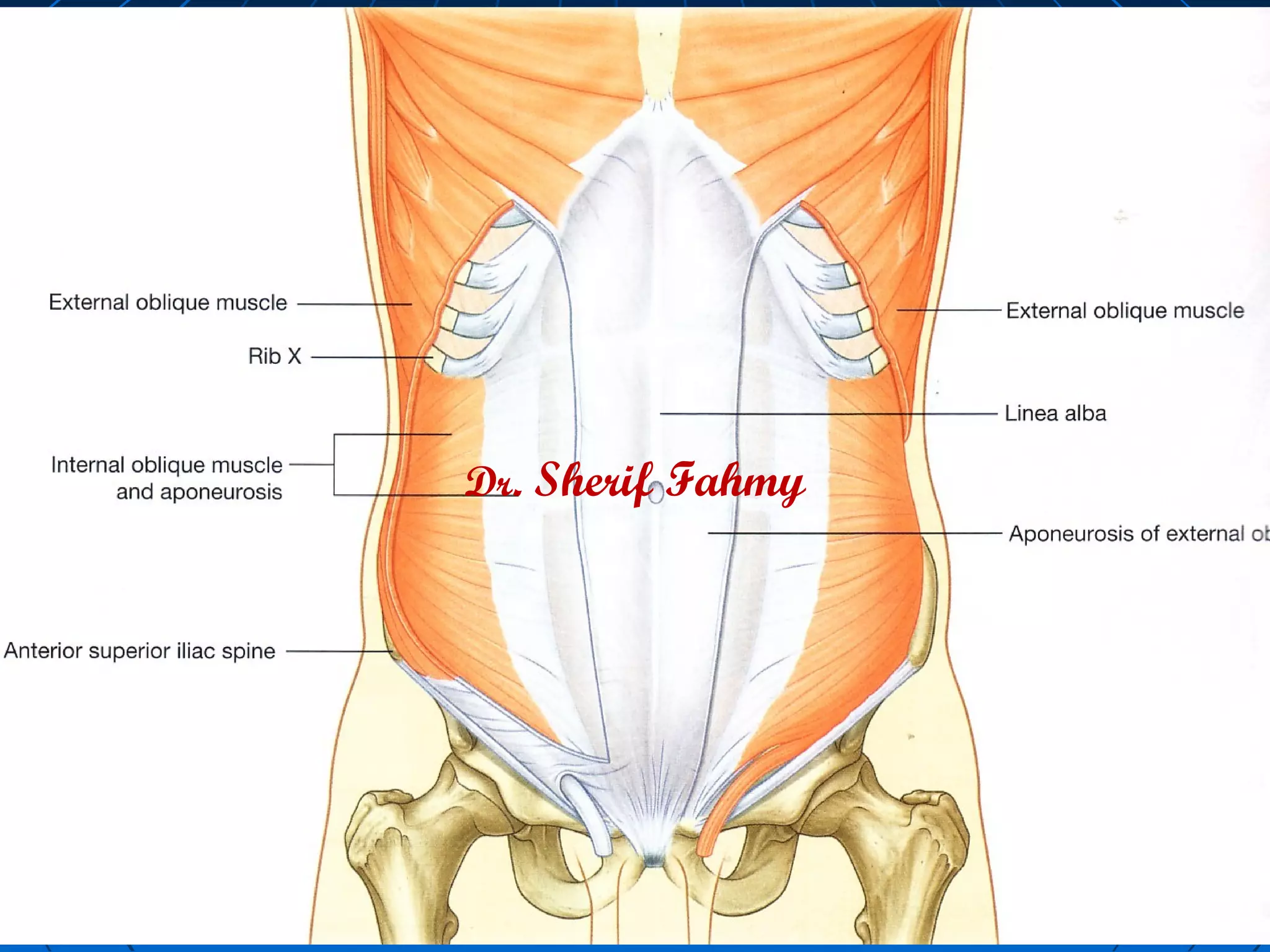 Nerves of Anterior Abdominal Wall (Anatomy of the Abdomen) | PPS