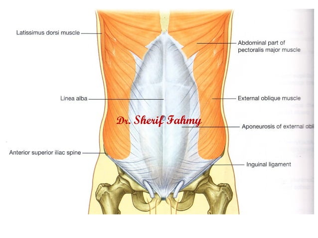 Nerves of Anterior Abdominal Wall (Anatomy of the Abdomen) | PPS