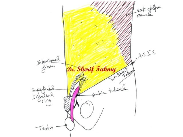 Nerves of Anterior Abdominal Wall (Anatomy of the Abdomen) | PPS