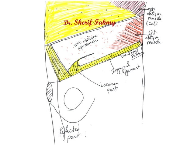 Nerves of Anterior Abdominal Wall (Anatomy of the Abdomen) | PPS