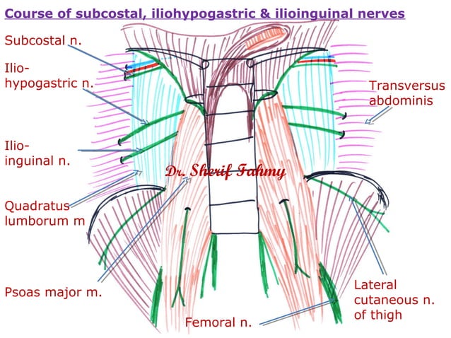 Nerves of Anterior Abdominal Wall (Anatomy of the Abdomen) | PPS