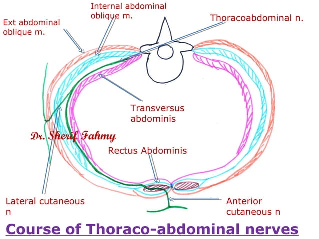 Nerves of Anterior Abdominal Wall (Anatomy of the Abdomen)