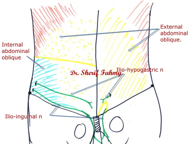 Nerves of Anterior Abdominal Wall (Anatomy of the Abdomen)