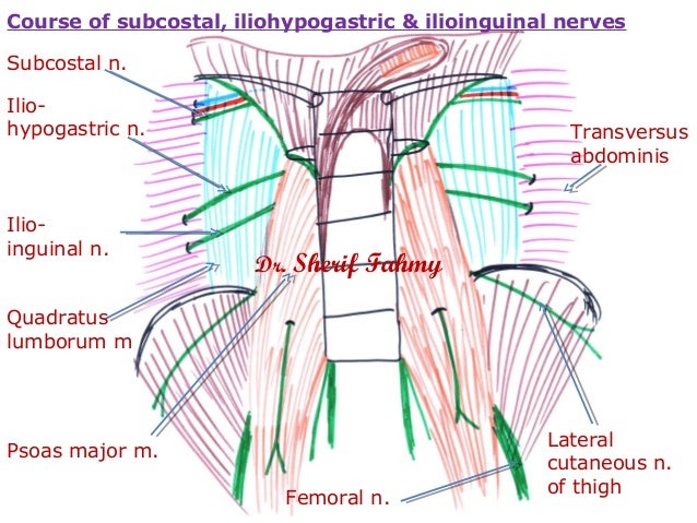 Nerves of Anterior Abdominal Wall (Anatomy of the Abdomen)