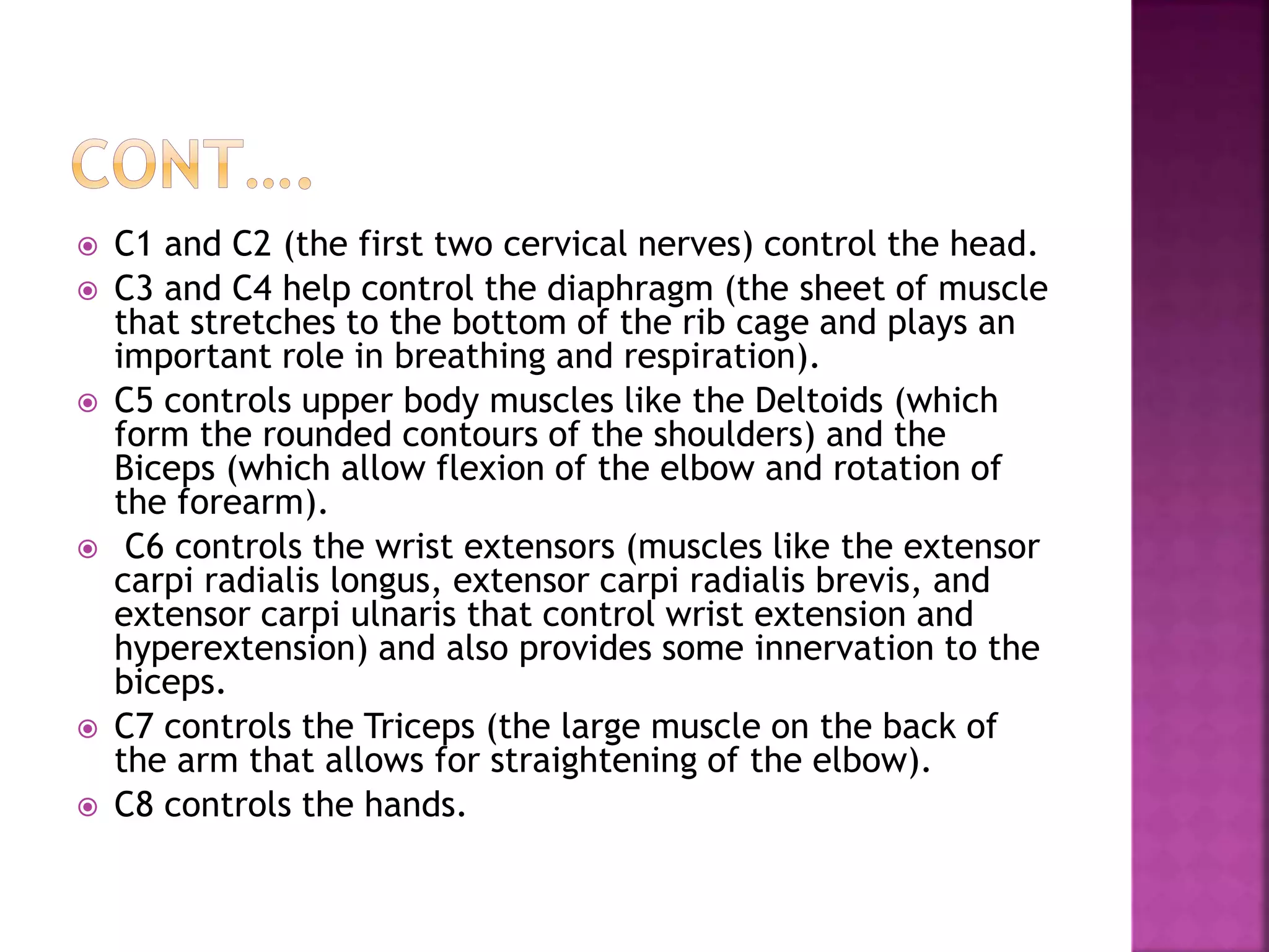 Nerves of cervical and thorasic region | PPTX
