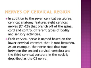 Nerves of cervical and thorasic region | PPTX