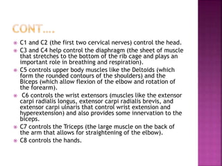 Nerves of cervical and thorasic region | PPTX