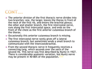 Nerves of cervical and thorasic region | PPTX