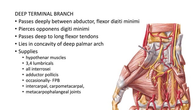 Nerves of hand | PPTX