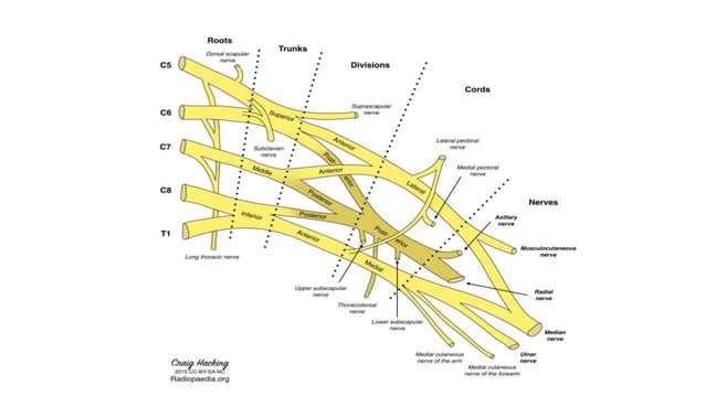 Nerves of hand | PPTX