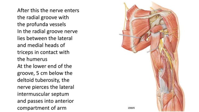 Nerves of hand | PPTX