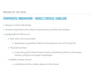 Nerves of the head | PDF