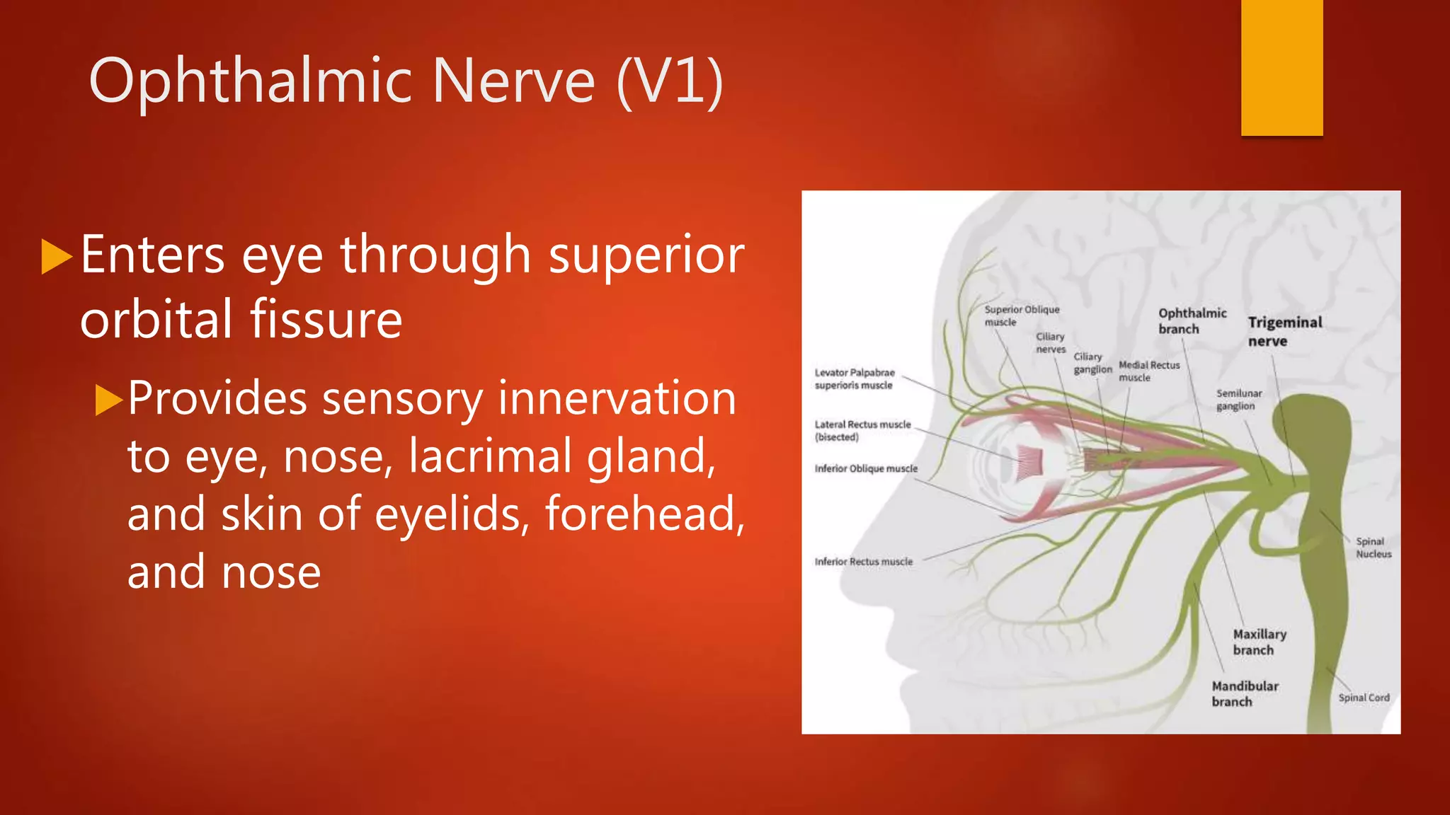 Nerves of the Head and Neck: Intro, CNS, PNS, Cranial Nerves ...