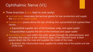 Nerves of the Head and Neck: Intro, CNS, PNS, Cranial Nerves ...