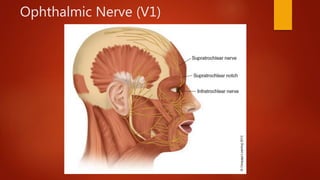 Nerves of the Head and Neck: Intro, CNS, PNS, Cranial Nerves ...