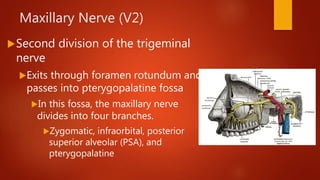 Nerves of the Head and Neck: Intro, CNS, PNS, Cranial Nerves ...