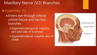 Nerves of the Head and Neck: Intro, CNS, PNS, Cranial Nerves ...