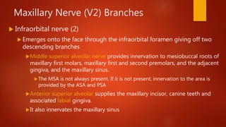 Nerves of the Head and Neck: Intro, CNS, PNS, Cranial Nerves ...