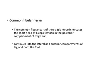 Nerves of the lower limb.ppt
