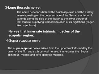 Nerves of thoracic limb | PPTX