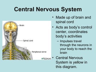 Nerves system(CNS, PNS) | PPT