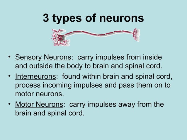 Nerves system(CNS, PNS) | PPT