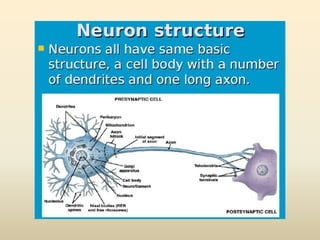 Nerve,structure and function | PPT