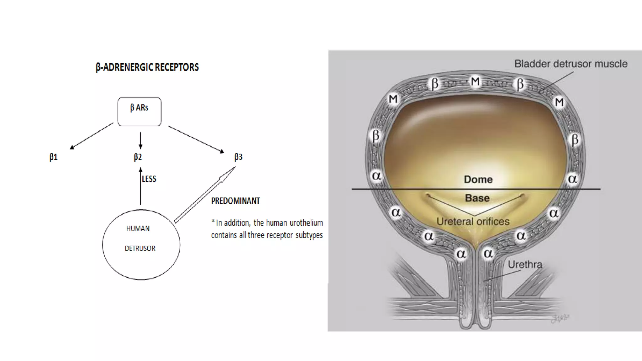 Nerve suply of bladder and physiology | PPT