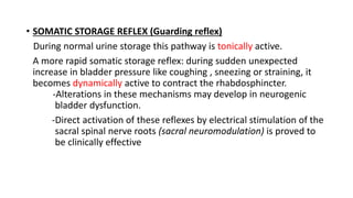 Nerve suply of bladder and physiology | PPT