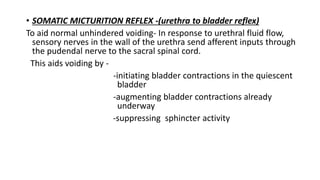 Nerve suply of bladder and physiology | PPT