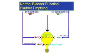 Nerve suply of bladder and physiology | PPT