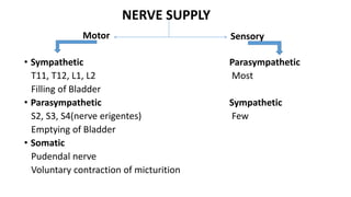 Nerve suply of bladder and physiology | PPT