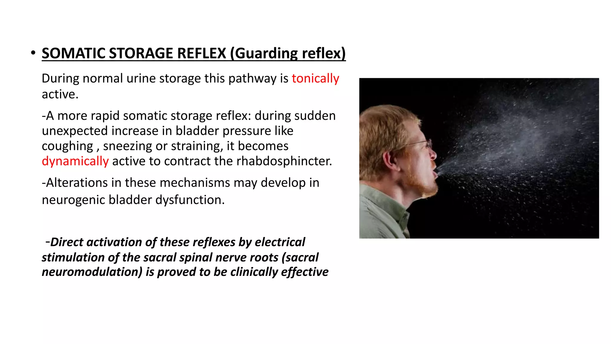 Nerve suply of bladder and physiology 2 | PPTX