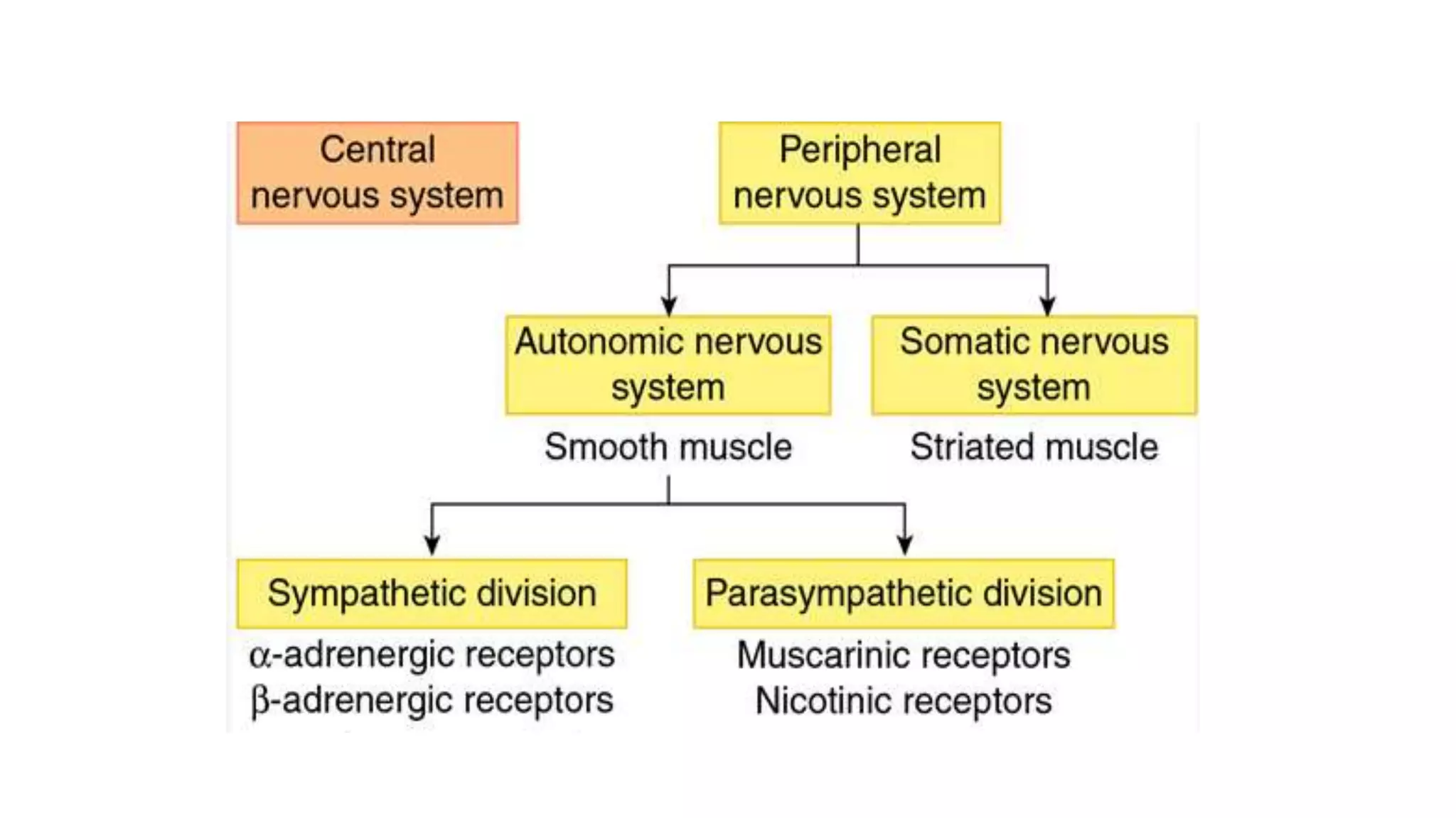 Nerve suply of bladder and physiology 2 | PPTX