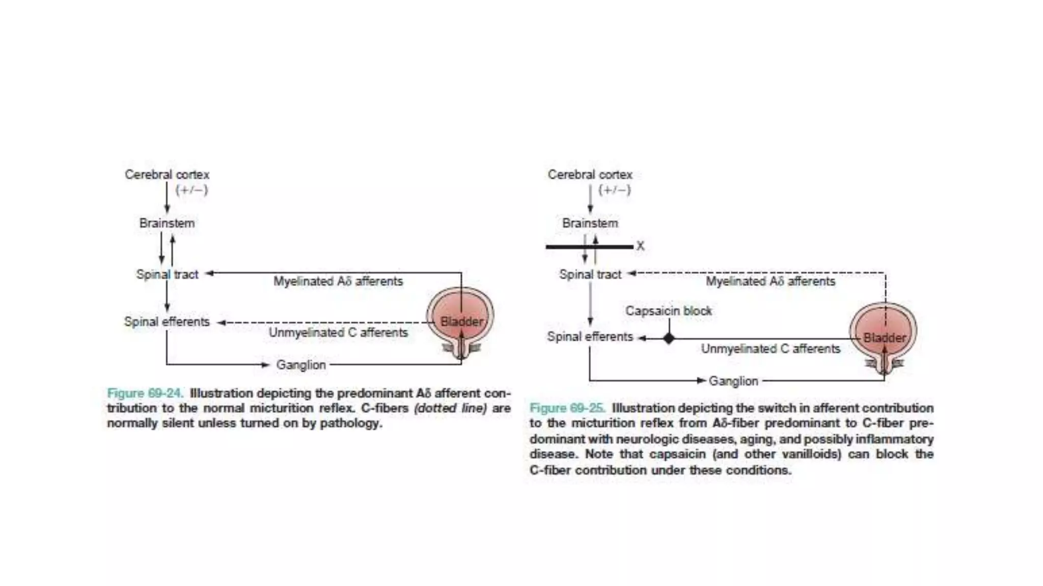 Nerve suply of bladder and physiology 2 | PPTX