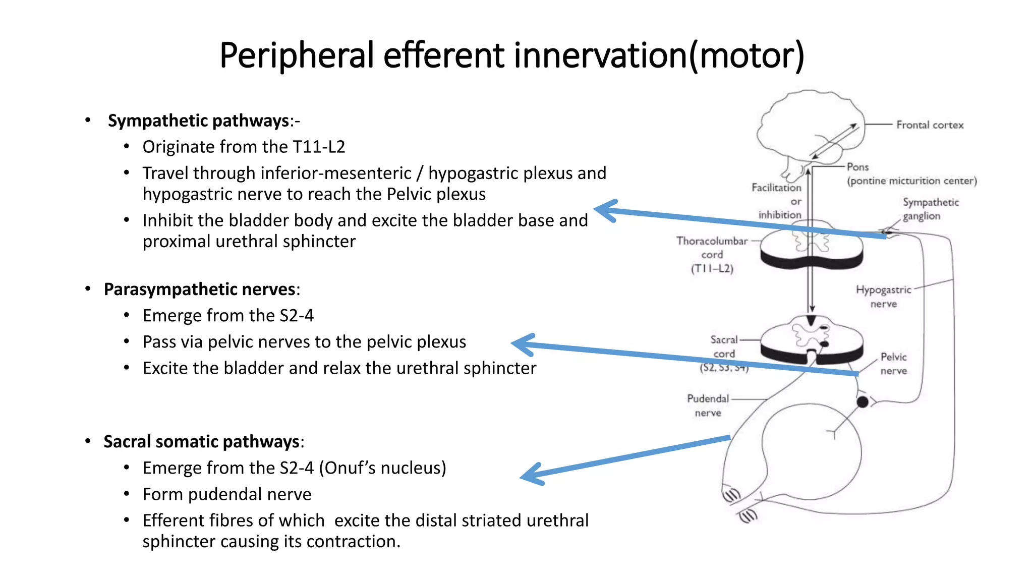 Nerve suply of bladder and physiology 2 | PPTX