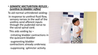 Nerve suply of bladder and physiology 2 | PPTX | Brain and Nervous ...