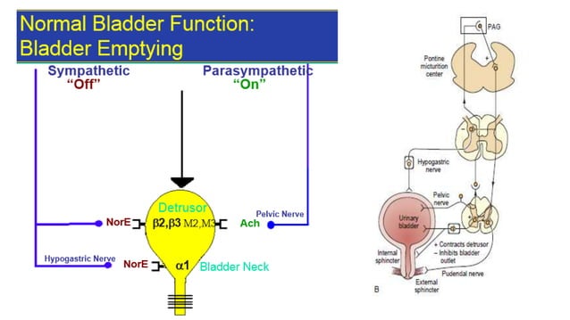 Nerve suply of bladder and physiology 2 | PPTX | Brain and Nervous ...
