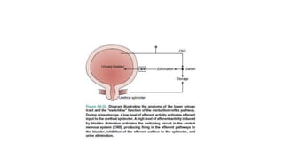 Nerve suply of bladder and physiology 2 | PPTX