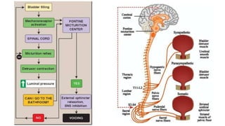 Nerve suply of bladder and physiology 2 | PPTX